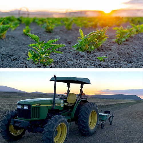 August Farm Notes – Oregon's Wild Harvest