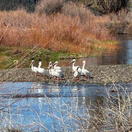 American White Pelican – Oregon's Wild Harvest