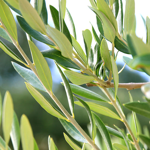 Herbs 101: Olive Leaf – Oregon's Wild Harvest