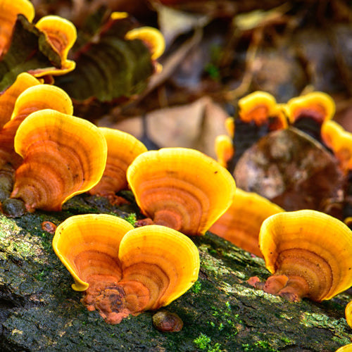 Herbs 101: Reishi – Oregon's Wild Harvest