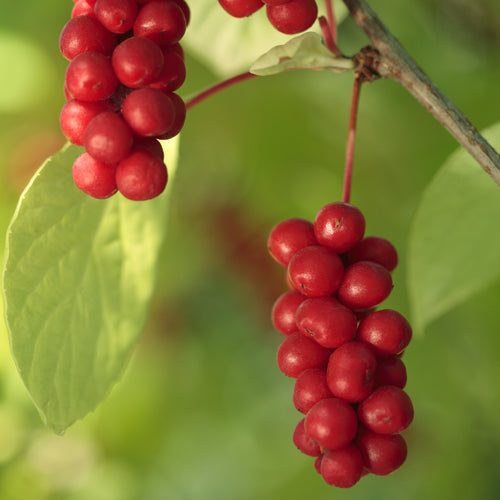 Herbs 101: Schisandra – Oregon's Wild Harvest